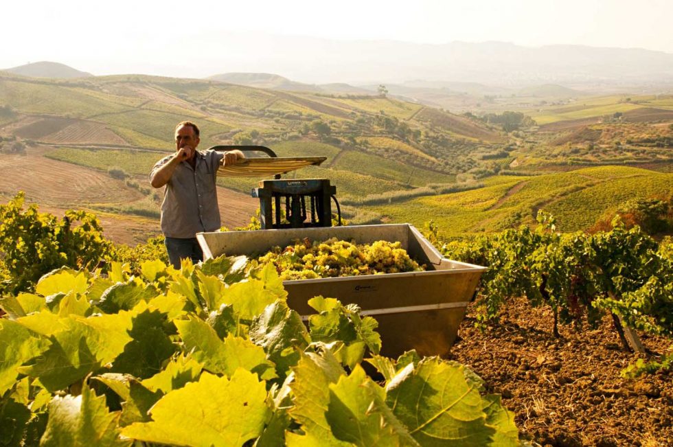 Curatolo Arini – The Oldest Family-Owned Producer of Marsala Wine ...