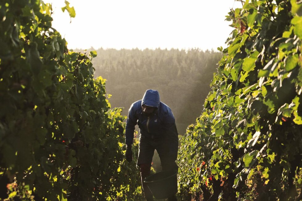 The Charm of Grower Champagnes | TWDC | The Wine Distribution Co